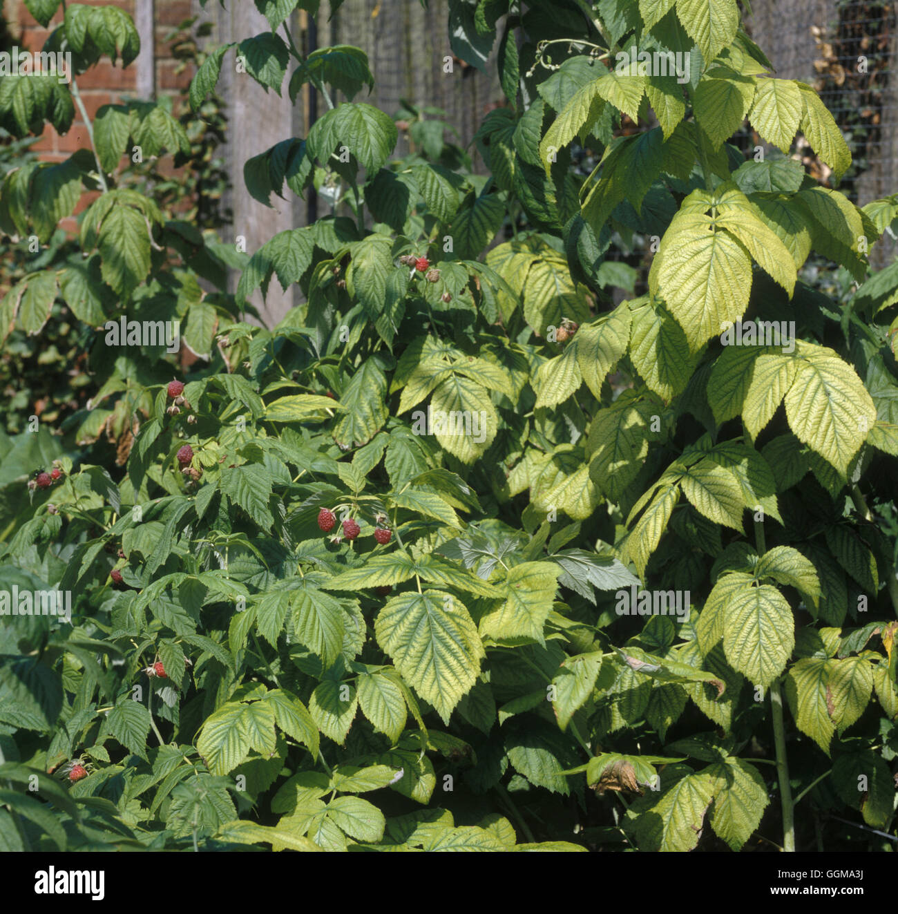 Mineral Deficiency - Lime induced Chlorosis causing Iron deficiency on ...