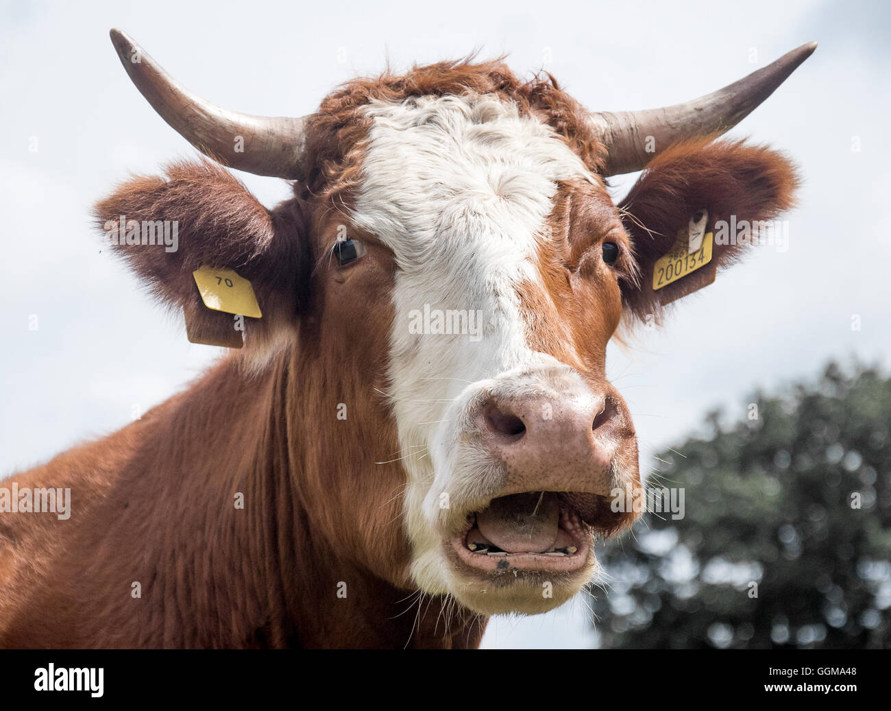 Cow headshot hi-res stock photography and images - Alamy