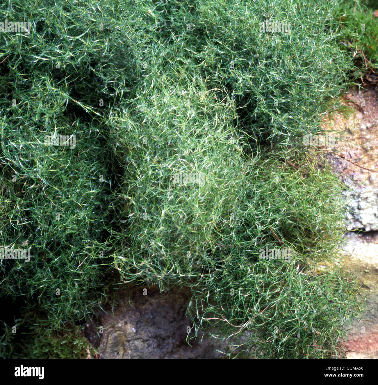 Thamnochortus hi-res stock photography and images - Alamy