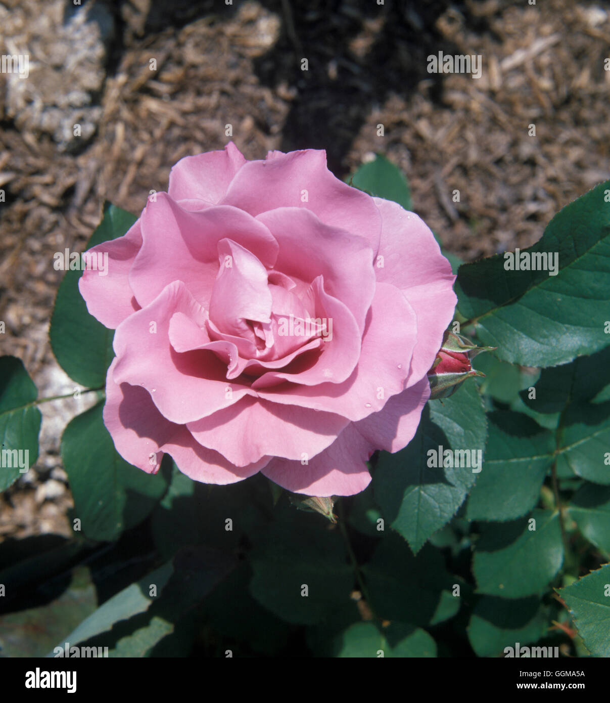 Floribunda plant hi-res stock photography and images - Alamy