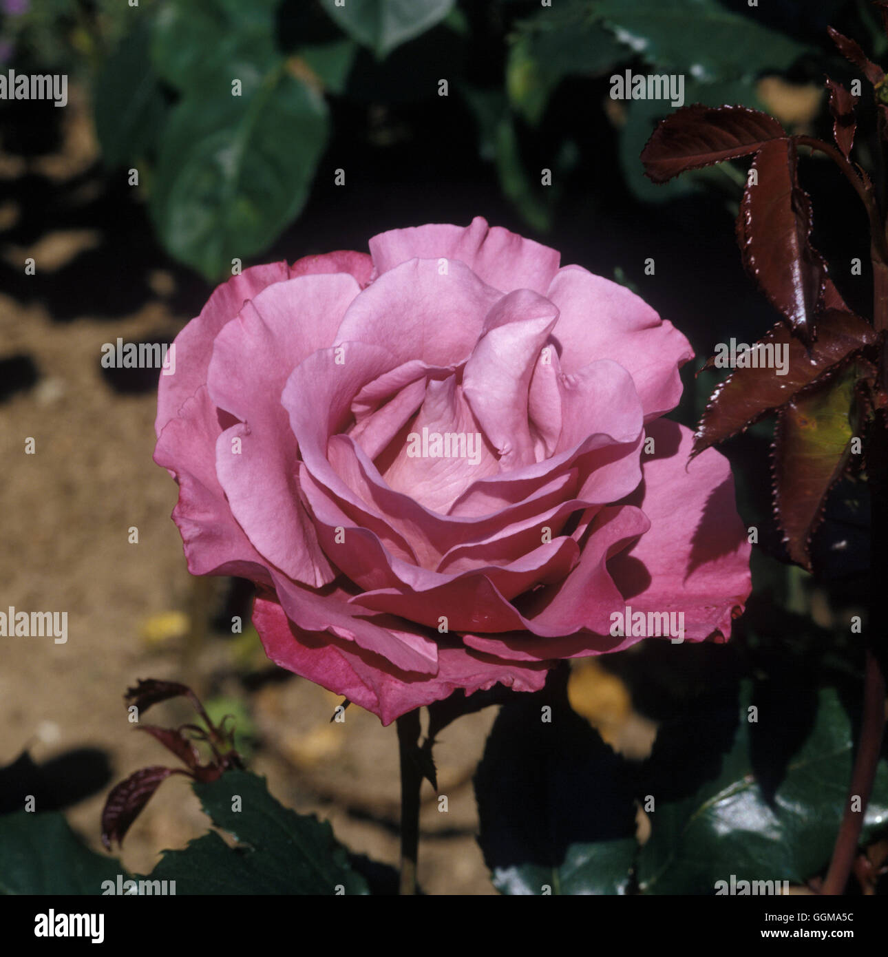 Rosa 'Ripples' (Floribunda Stock Photo - Alamy
