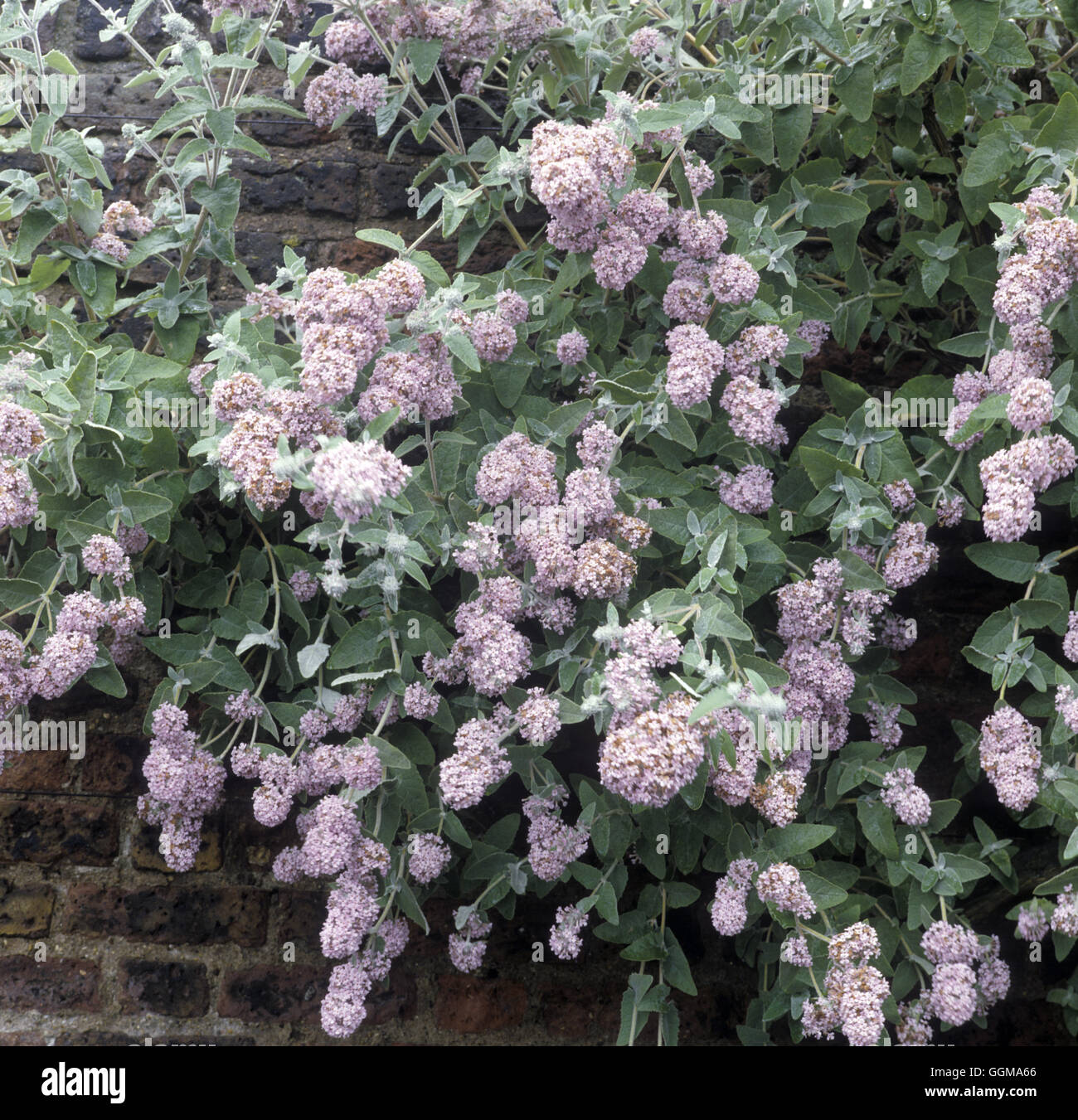 Buddlejas hi-res stock photography and images - Alamy