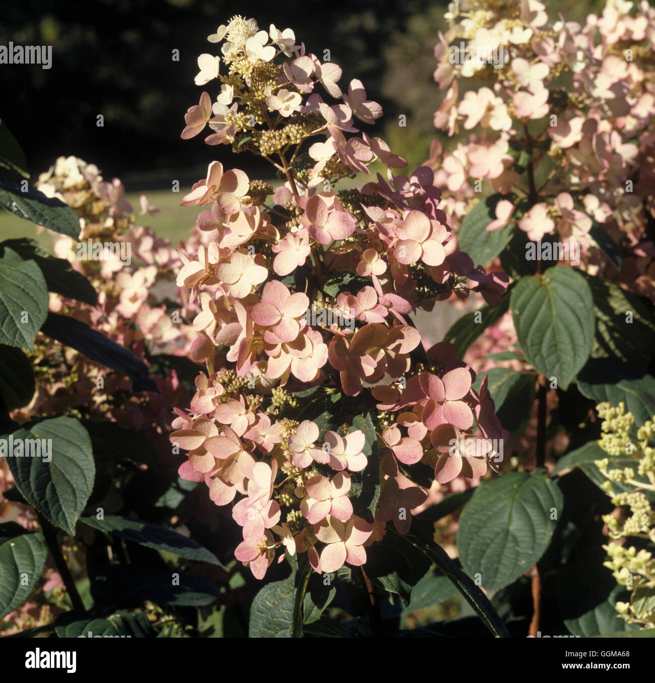 Hydrangea paniculata 'Pink Diamond' Stock Photo - Alamy