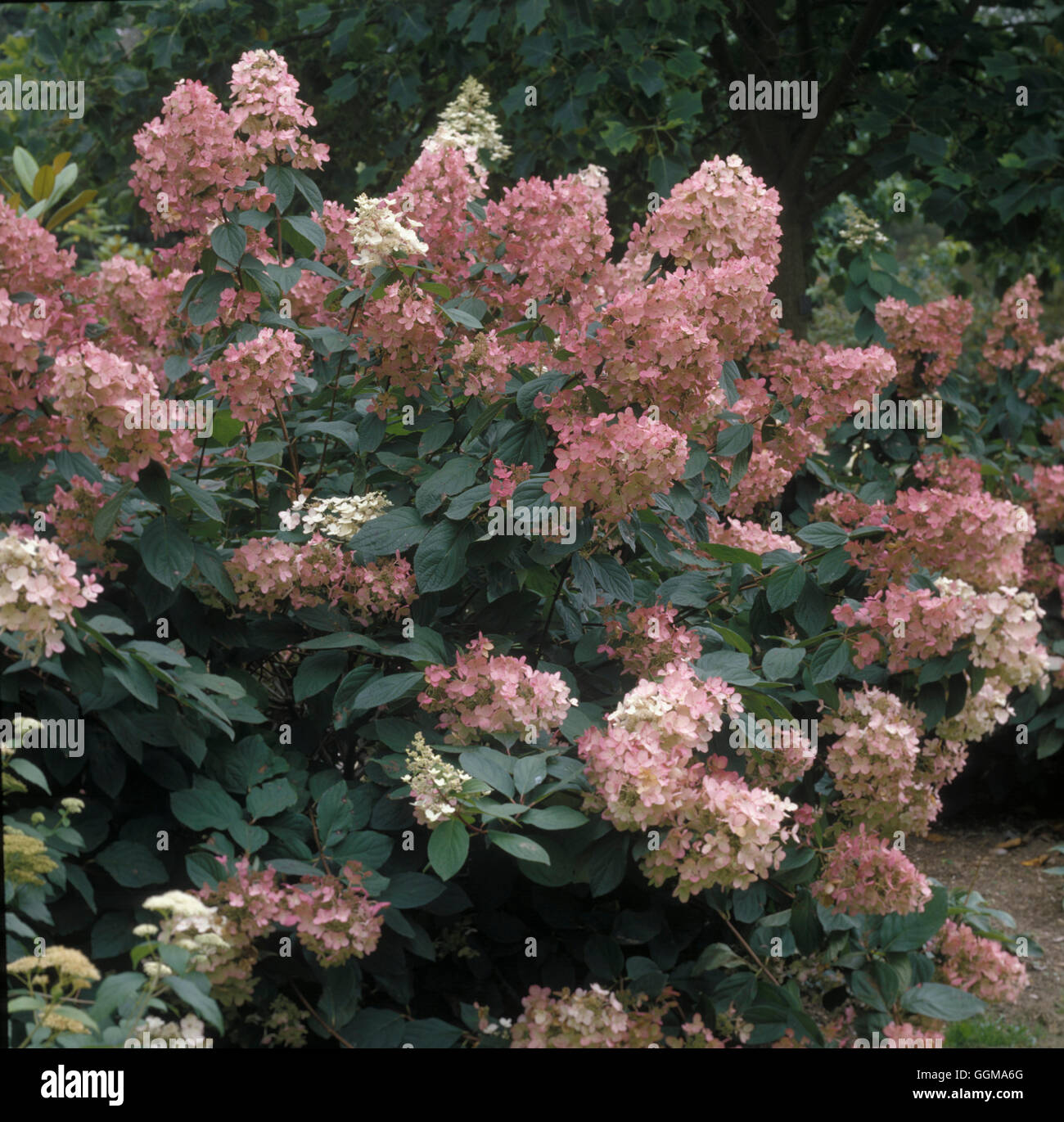 Hydrangea Paniculata Pink Diamond