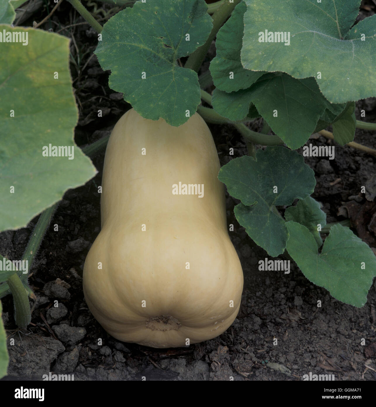 Butternuts hi-res stock photography and images - Alamy