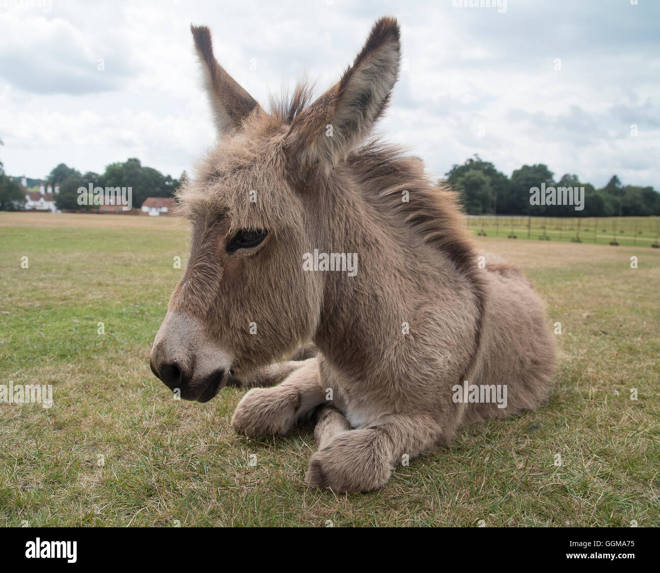 Donkeys relaxing on the Cricket Pitch outfield at Bolton's Bench ...