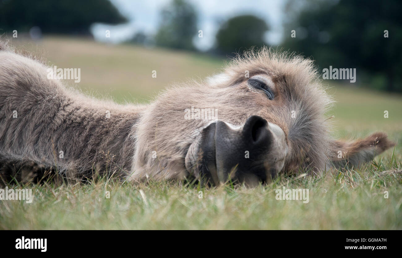 Donkeys relaxing on the Cricket Pitch outfield at Bolton's Bench ...