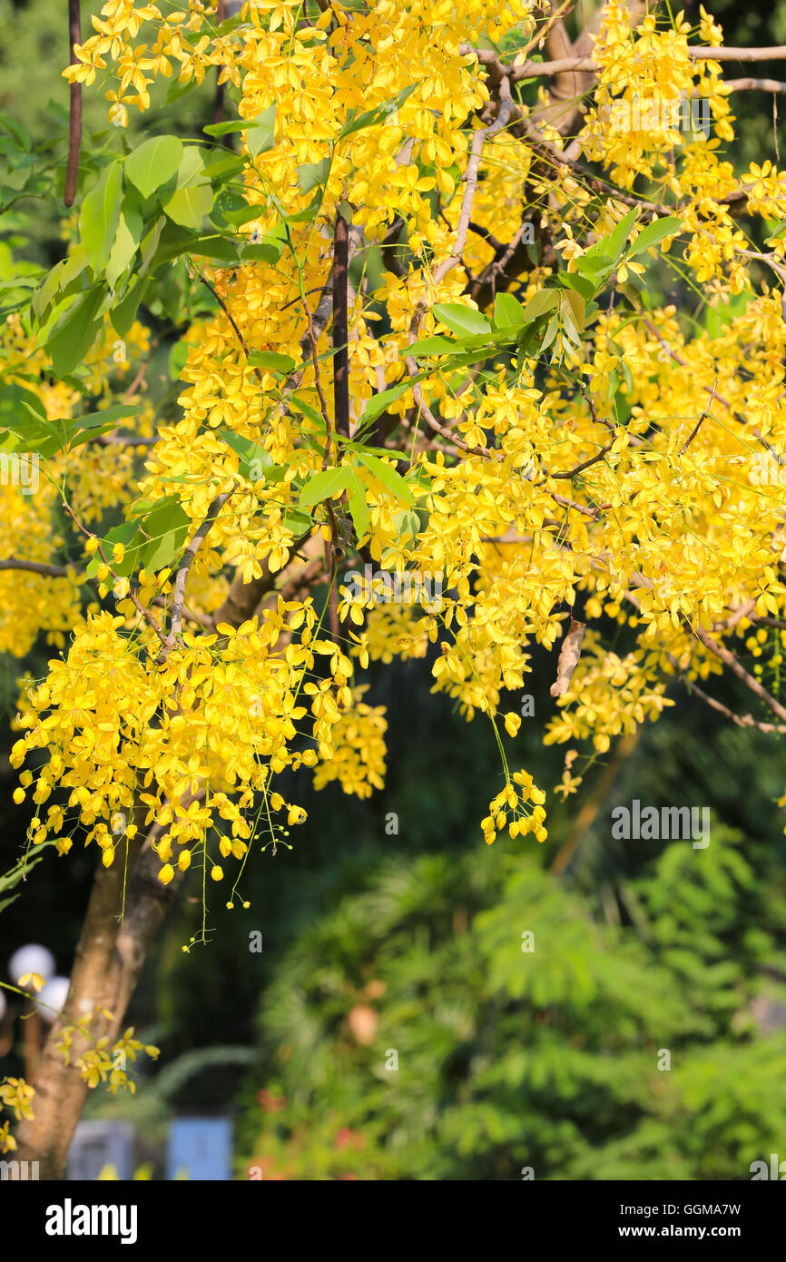 Cassia tree hi-res stock photography and images - Alamy