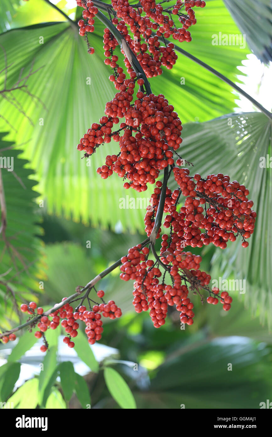 Balan fruit on tree of tropical palm in the public park at Thailand ...
