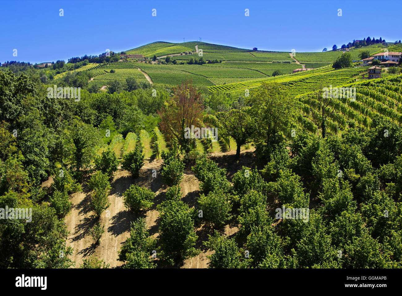 Landscape view of the well-known town of Barolo among green hills and ...