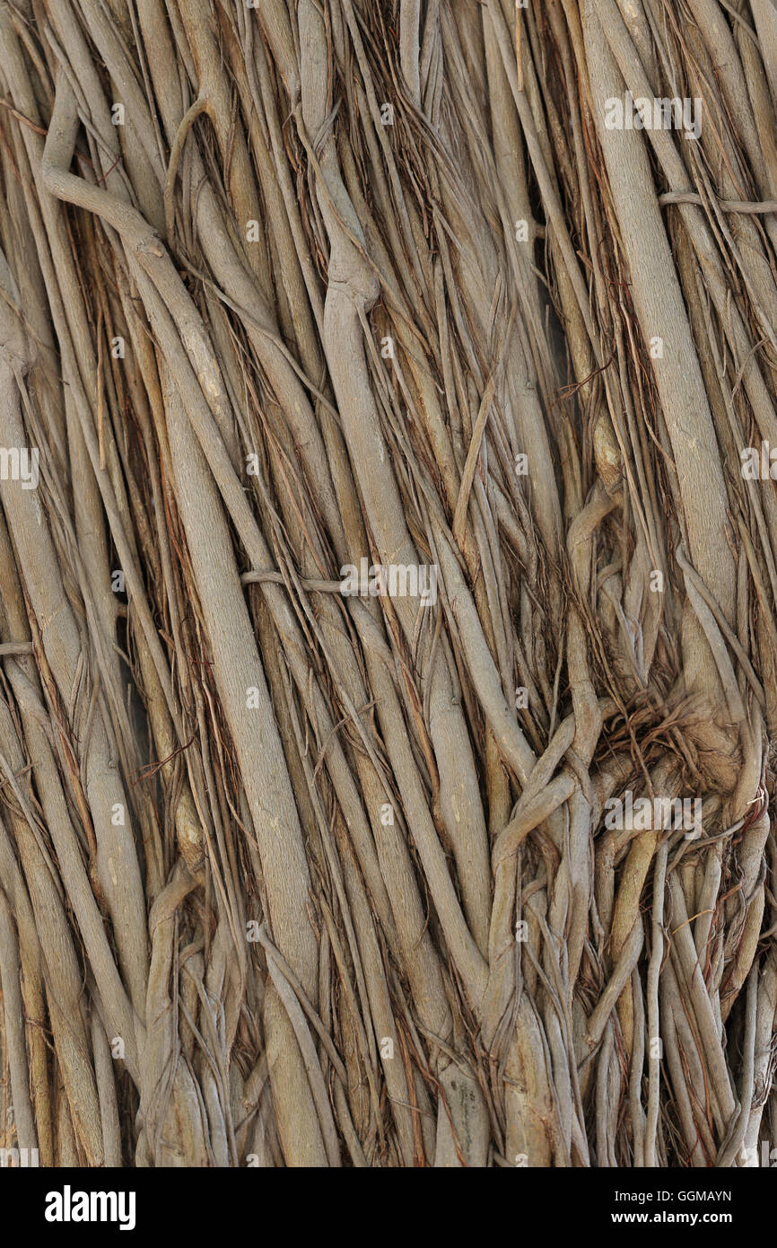 Banyan tree texture hi-res stock photography and images - Alamy