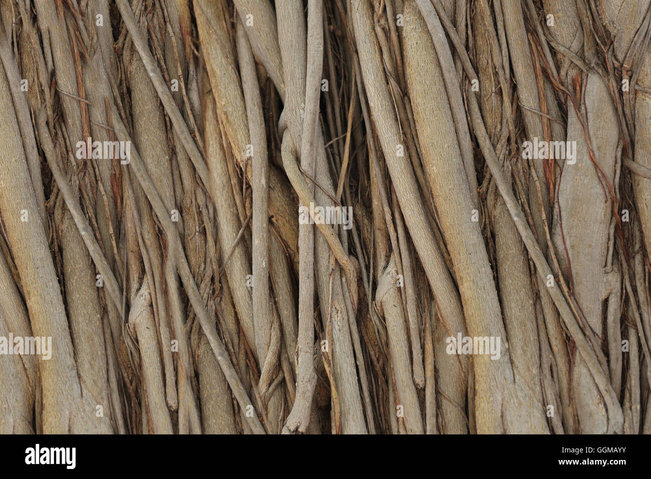 roots or trunk of the banyan tree in the garden for nature background ...