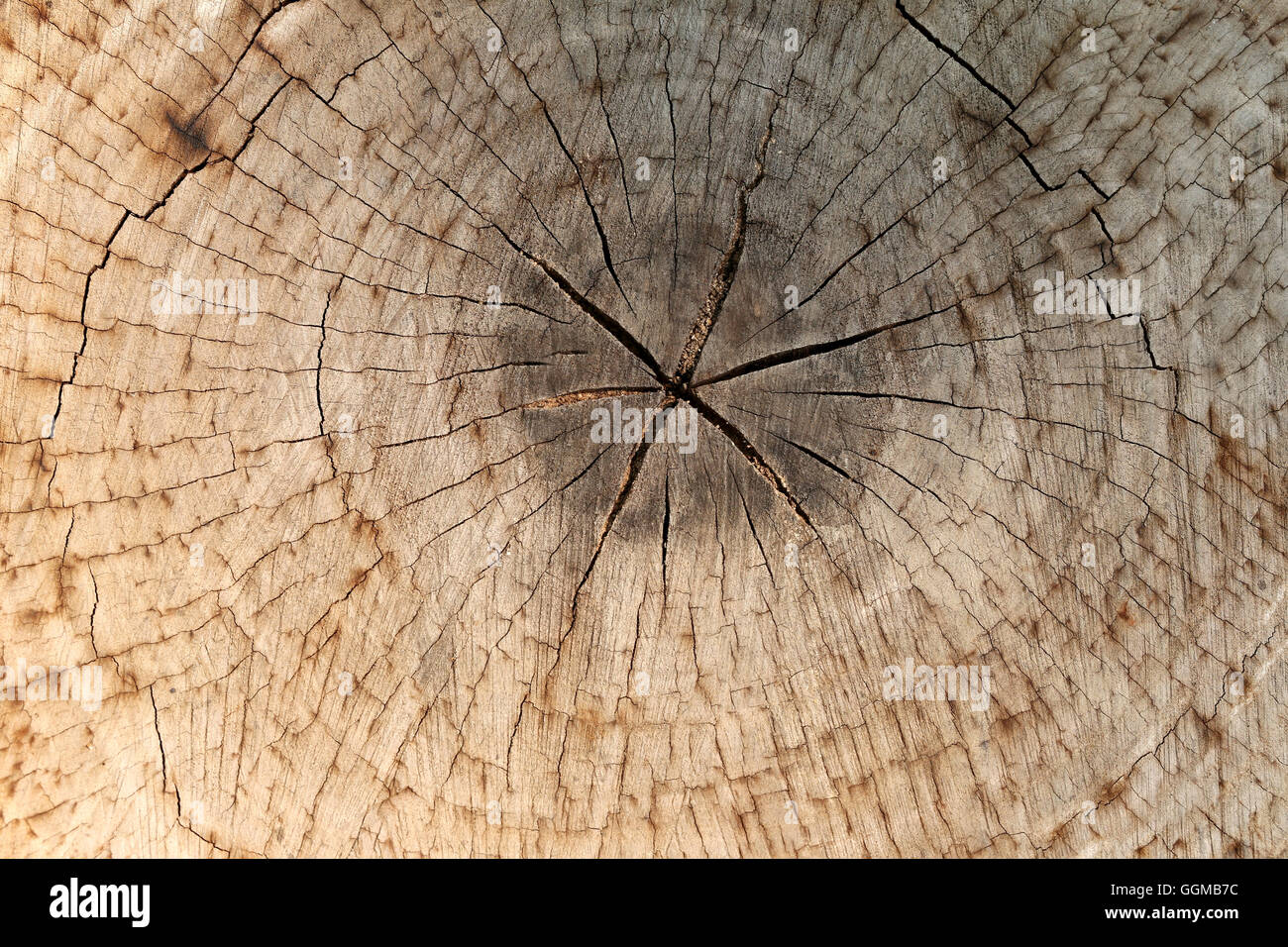slice from a fir tree of old wood texture for background design nature ...