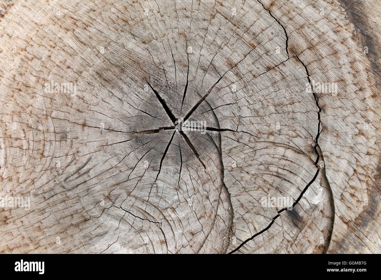 slice from a fir tree of old wood texture for background design nature ...