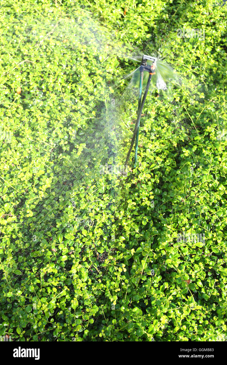 Springer is running spread water to ornamental green tree in the public ...
