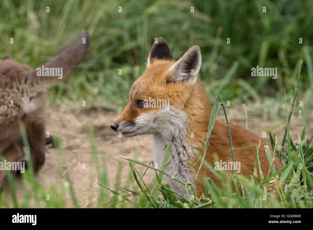 Young red fox at den. It is the largest of the true foxes of the ...