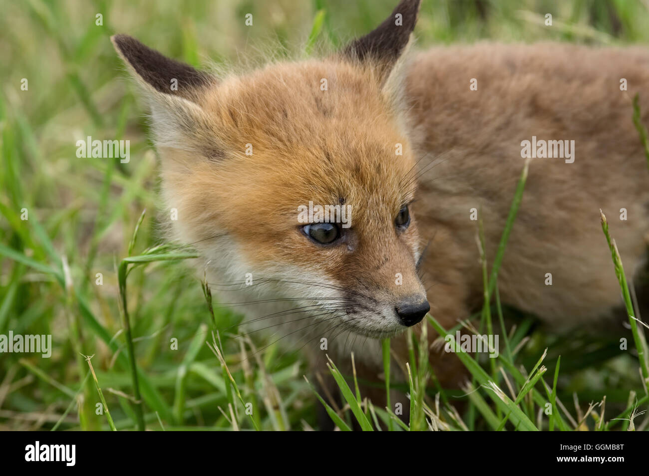 True foxes hi-res stock photography and images - Alamy