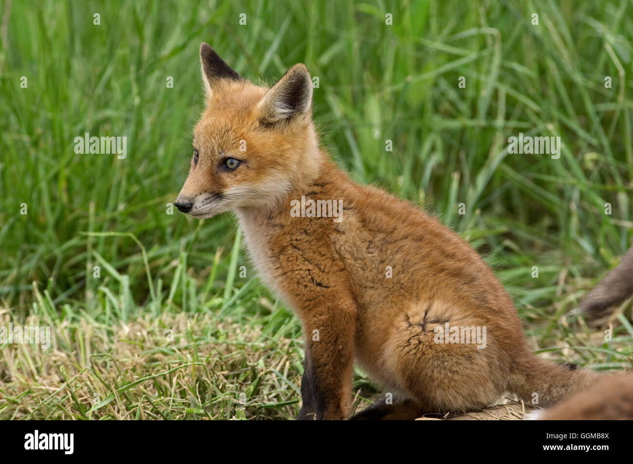 True foxes hi-res stock photography and images - Alamy