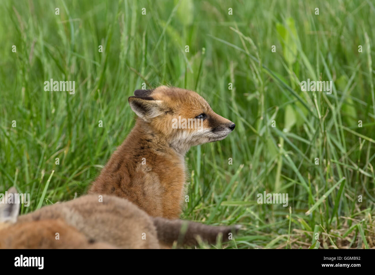 True foxes hi-res stock photography and images - Alamy