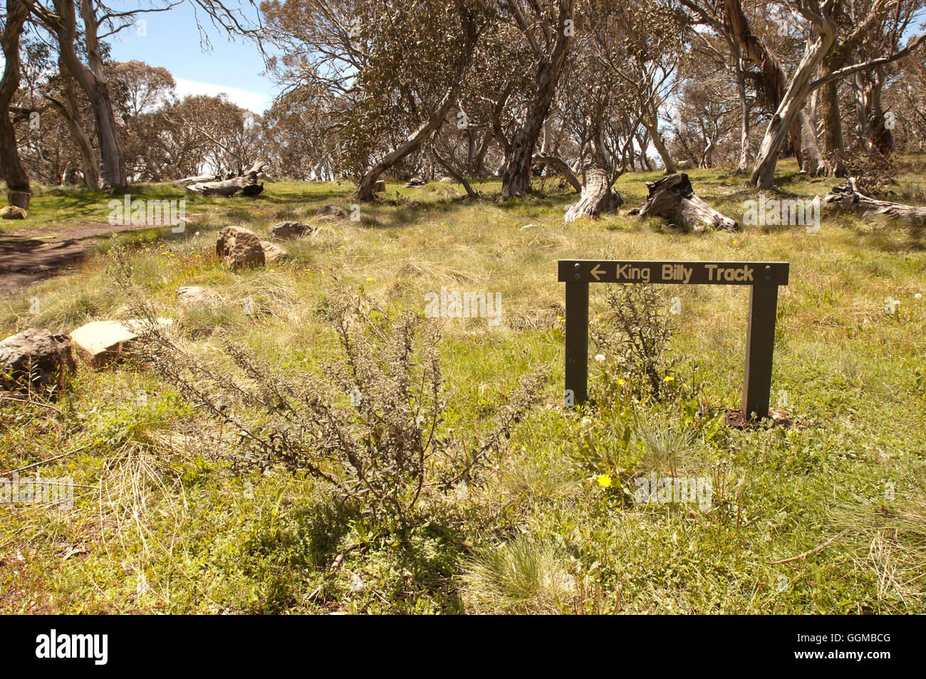 King billy forest hi-res stock photography and images - Alamy
