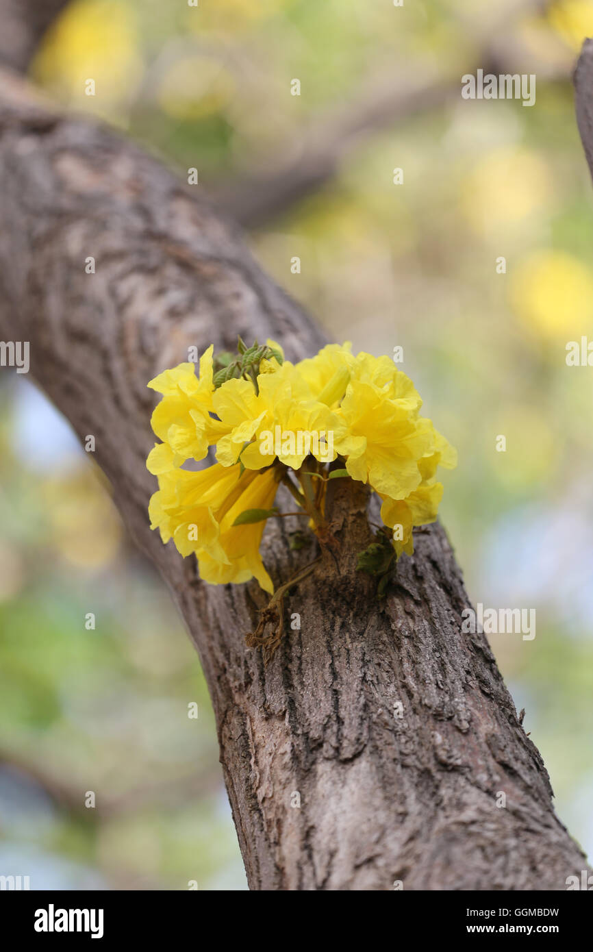 Tabebuia spectabilis flower or Yellow tabebuia flower bloom on tree in ...