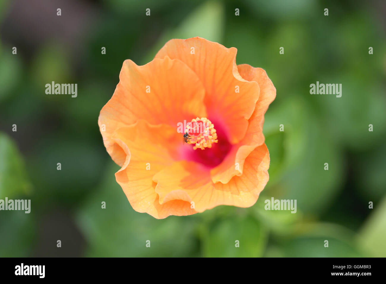 Coral Colored Tropical Flowers