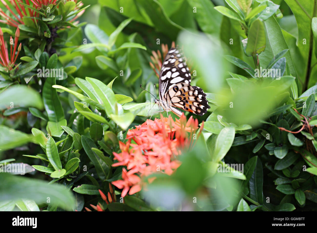 Tropical Insect of butterfly perched on a treetop in public park to ...