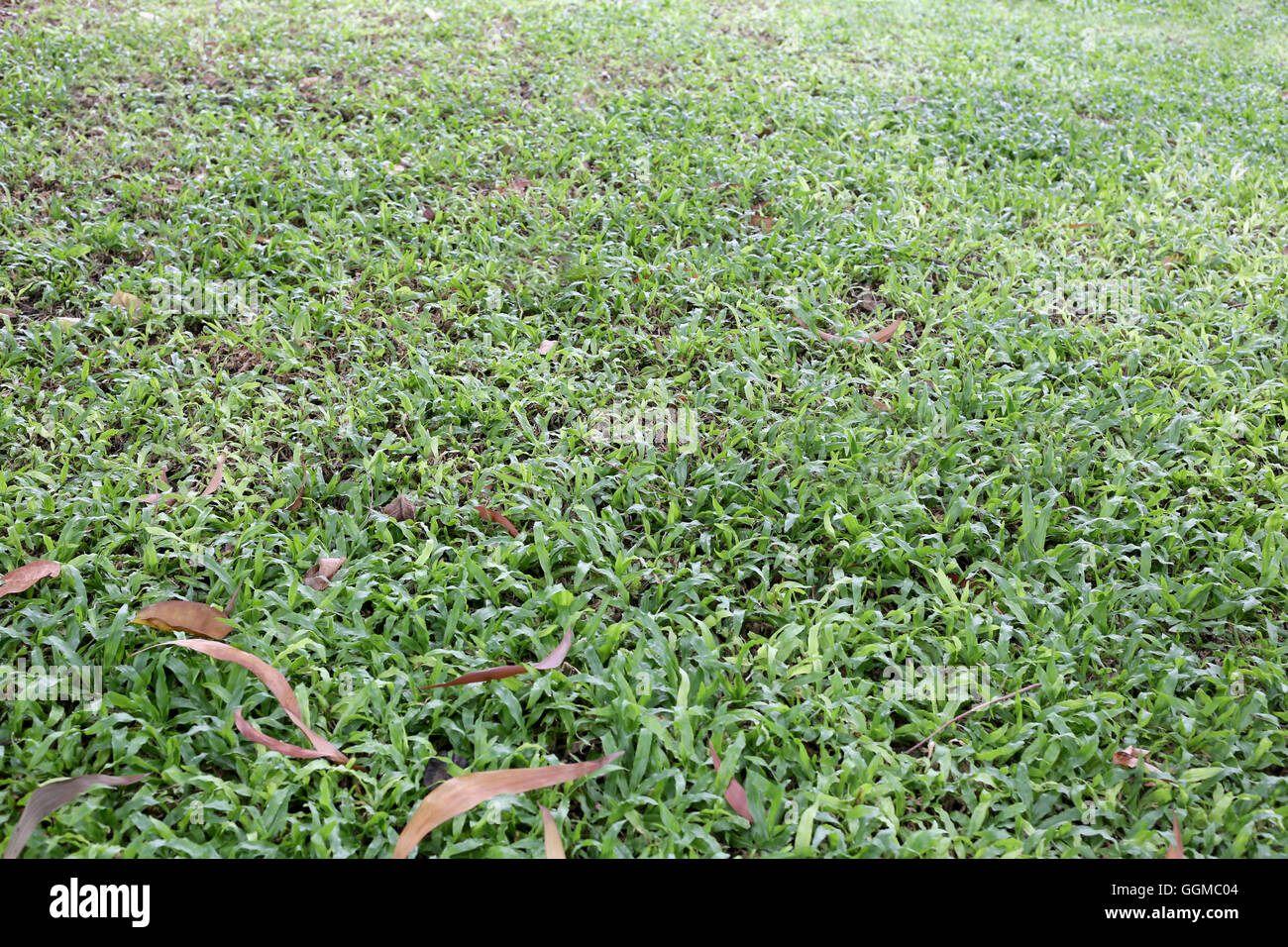 green grass field and perspective to copy space for multi purpose and ...