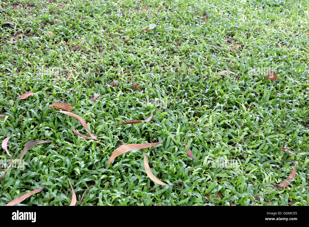 Grass texture perspective hi-res stock photography and images - Alamy