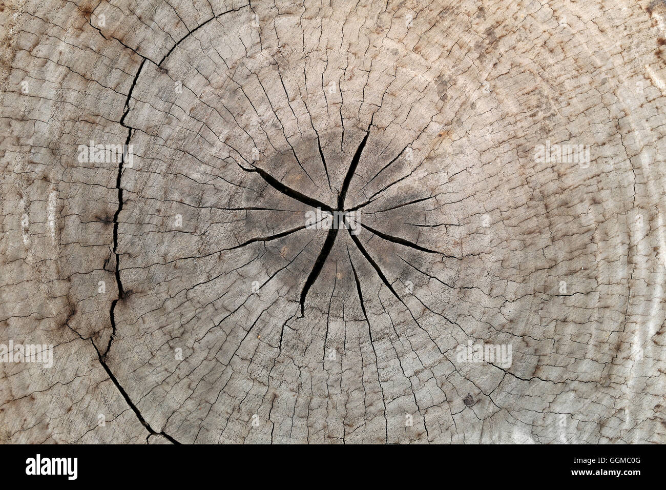 slice from a fir tree of old wood texture for background design nature ...