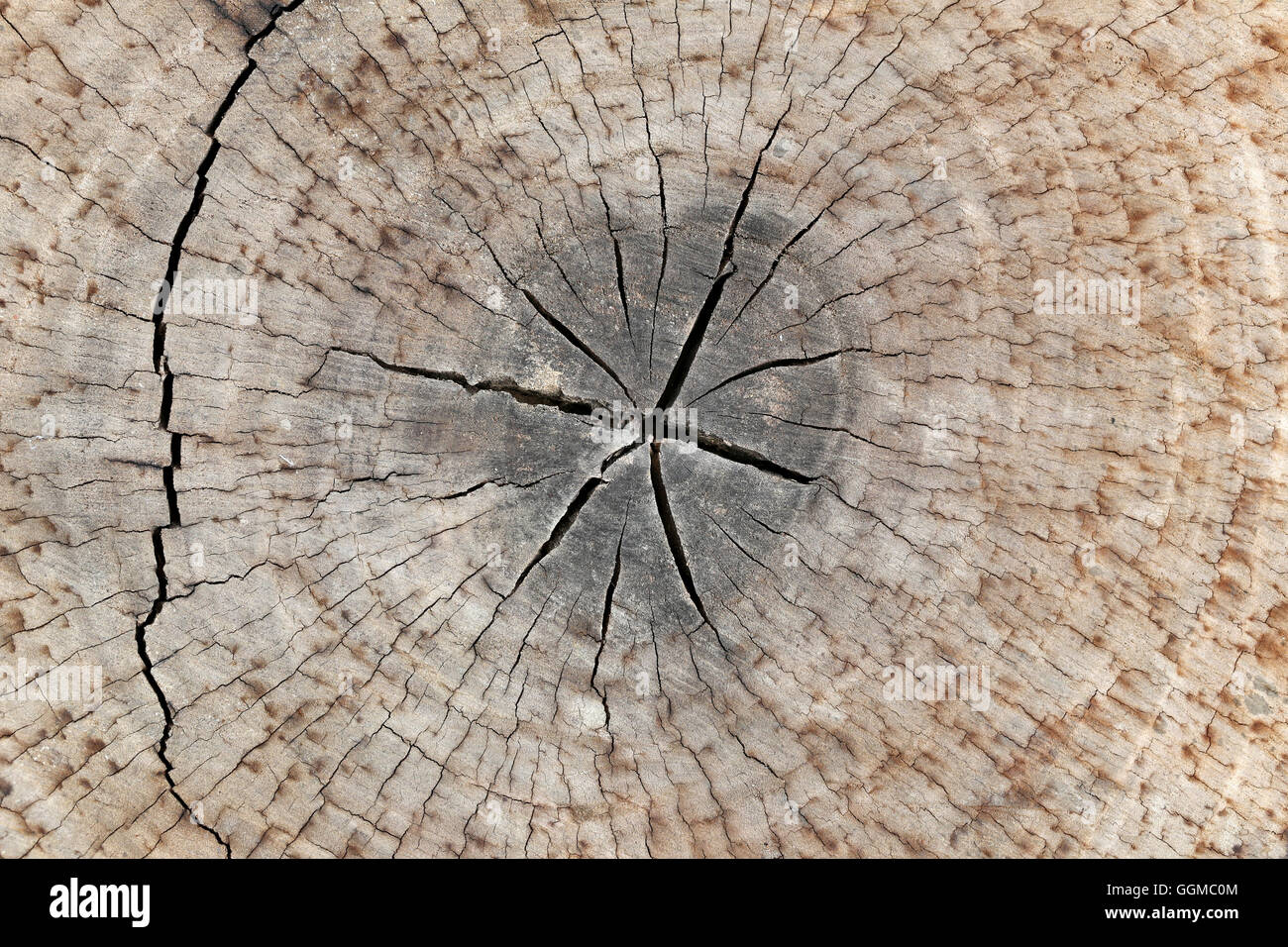 Tree slice hi-res stock photography and images - Alamy
