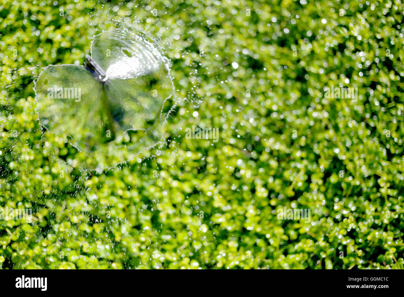 Springer is running spread water to ornamental green tree in the public ...