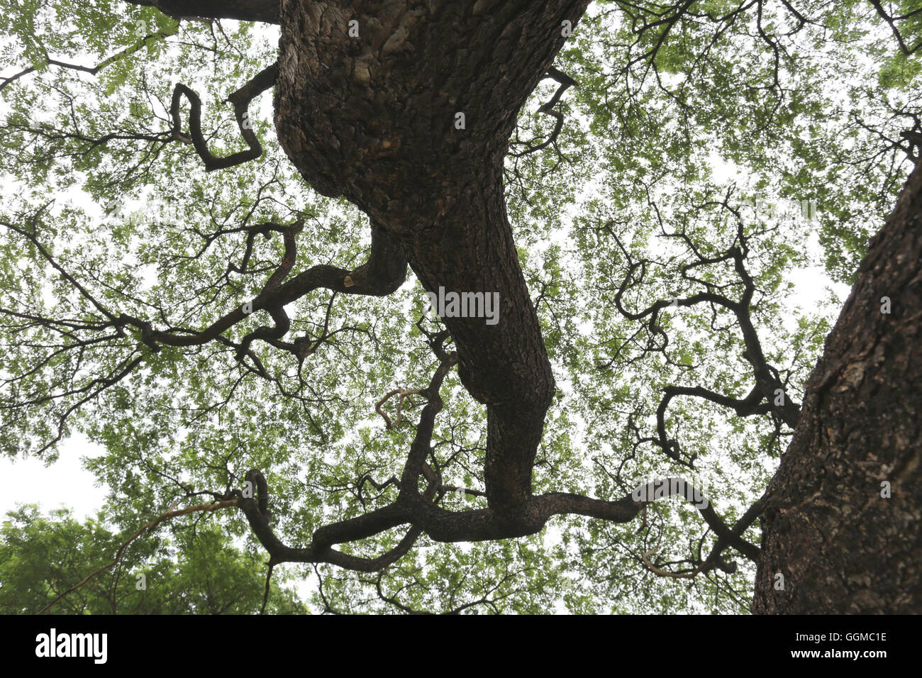 Branch of Big tropics tree in the public park for design nature ...