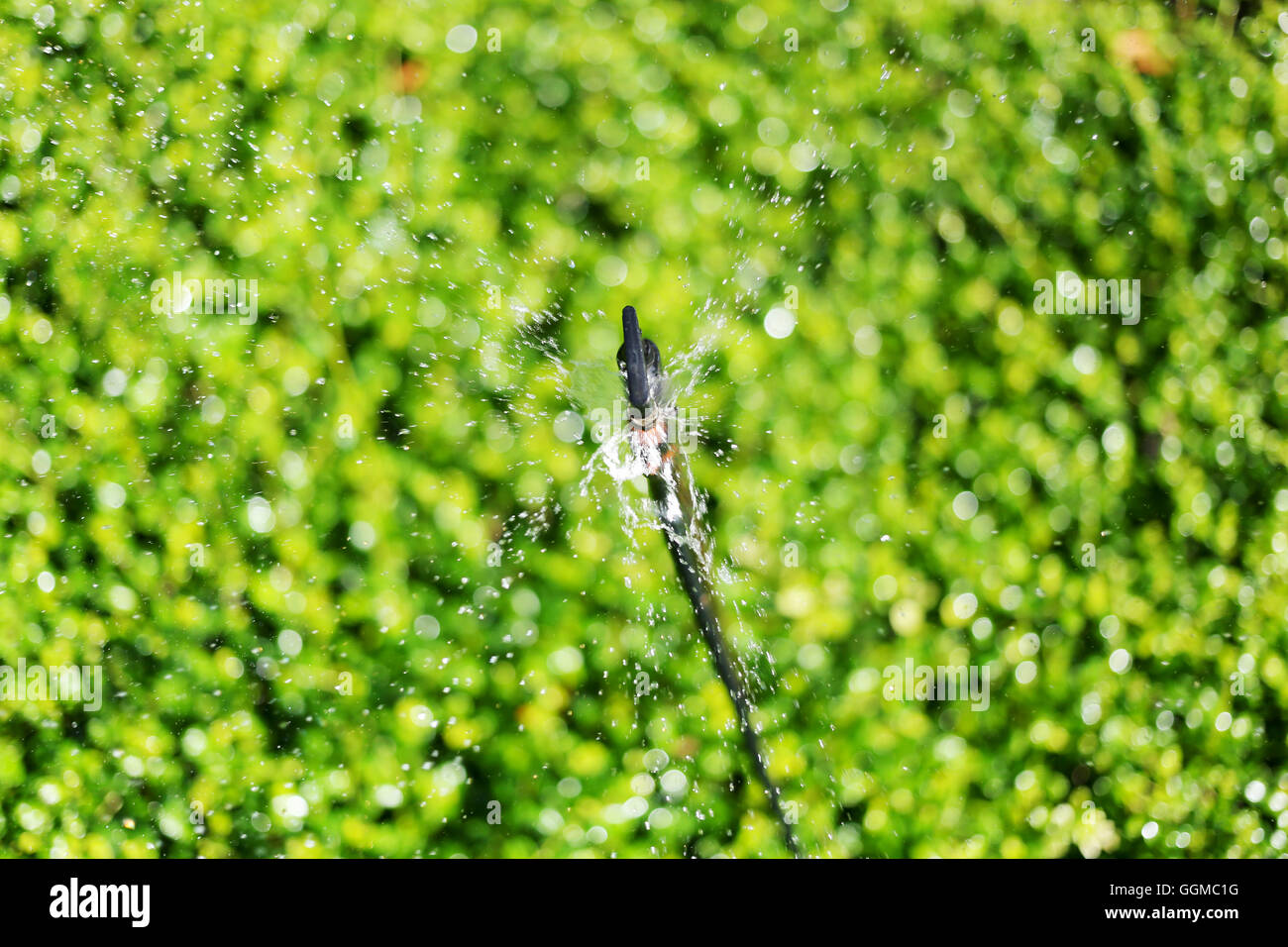 Springer is running spread water to ornamental green tree in the public ...