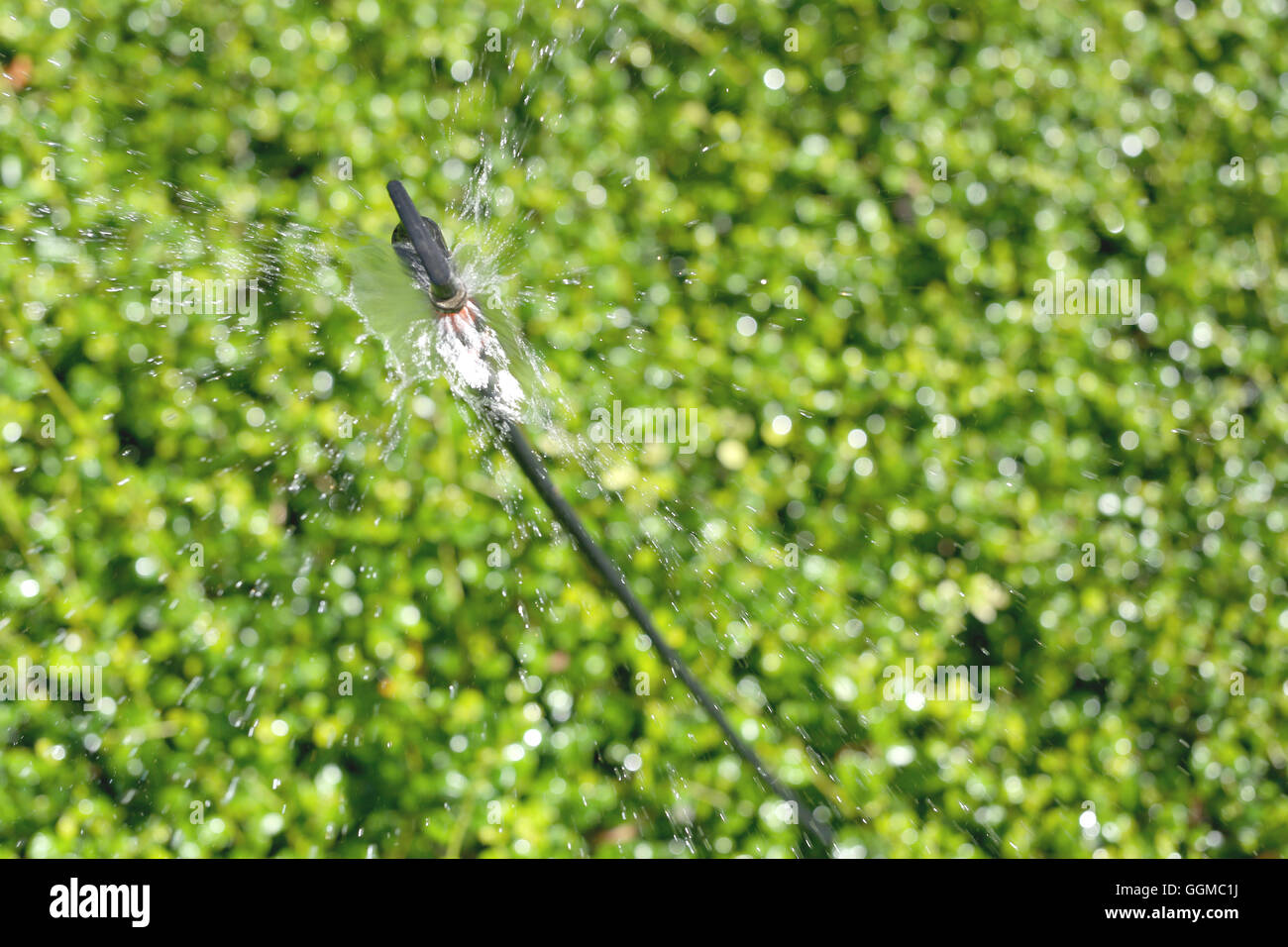 Springer is running spread water to ornamental green tree in the public ...