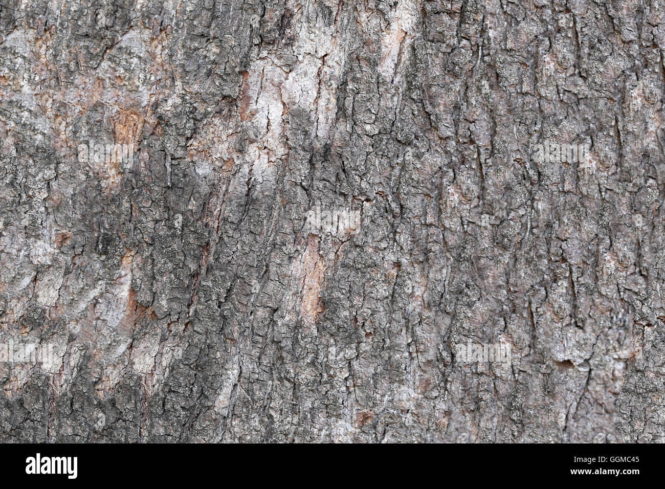 Trunk of tree hi-res stock photography and images - Alamy