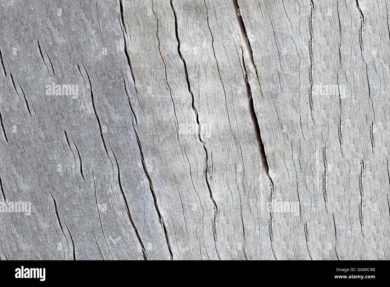 surface Tree trunk of bark tree weathered for design nature background ...