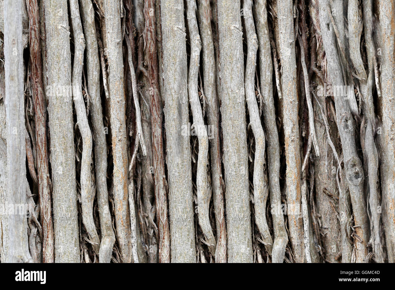 roots or trunk of the banyan tree in the garden for nature background ...