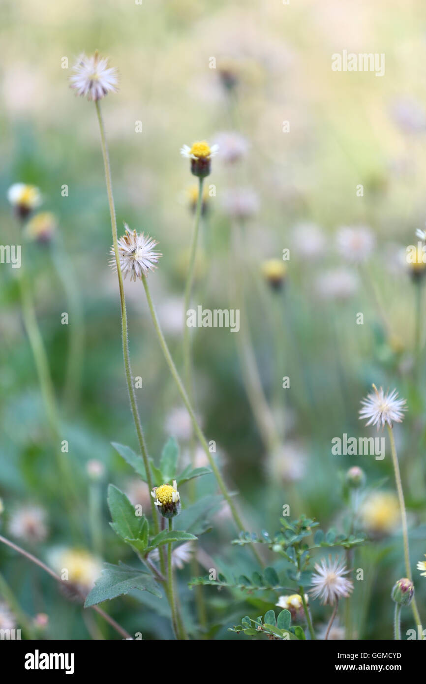 Meadow soft grass hi-res stock photography and images - Alamy