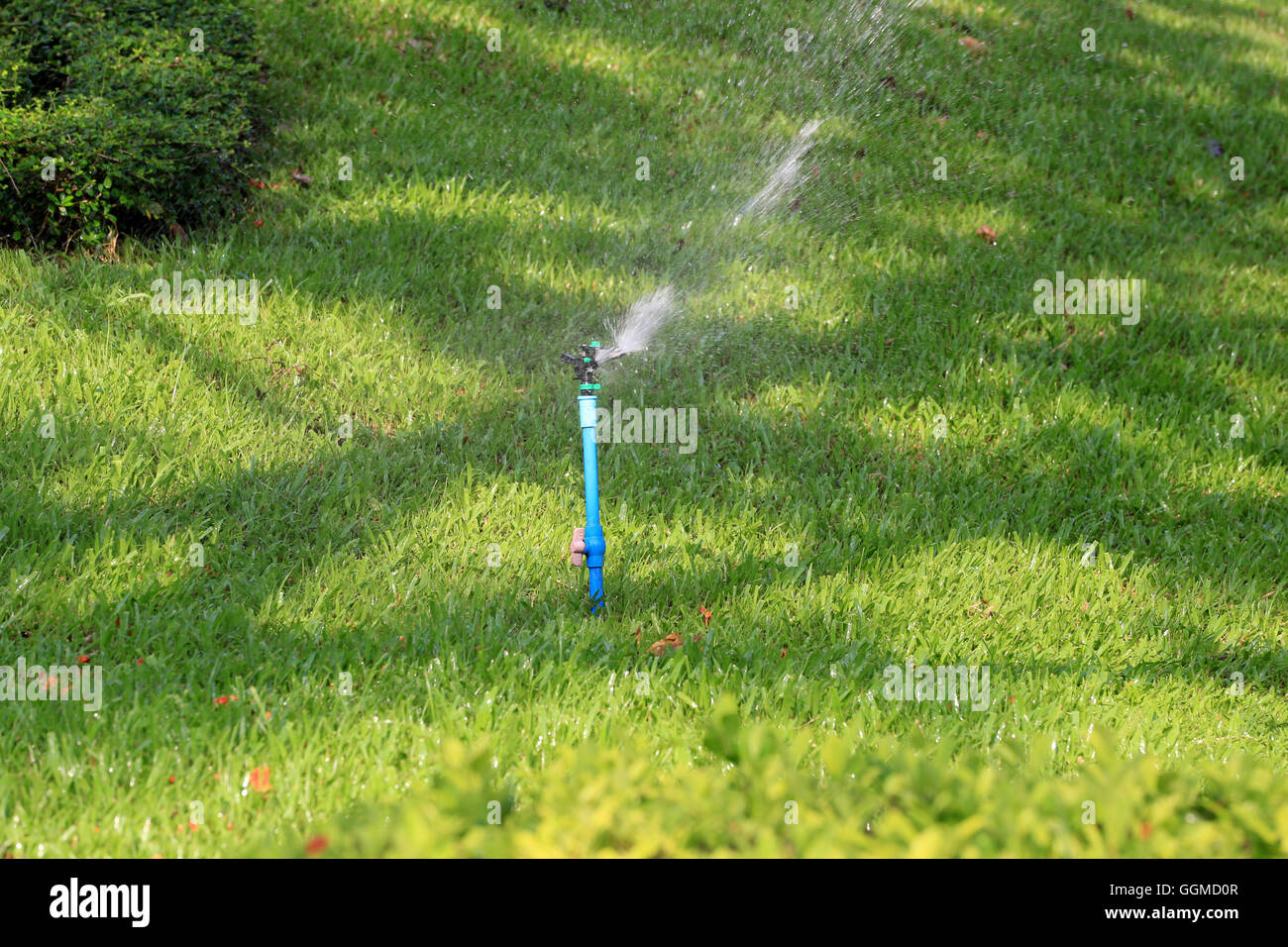 Springer is working and have water spread for green lawn in public ...