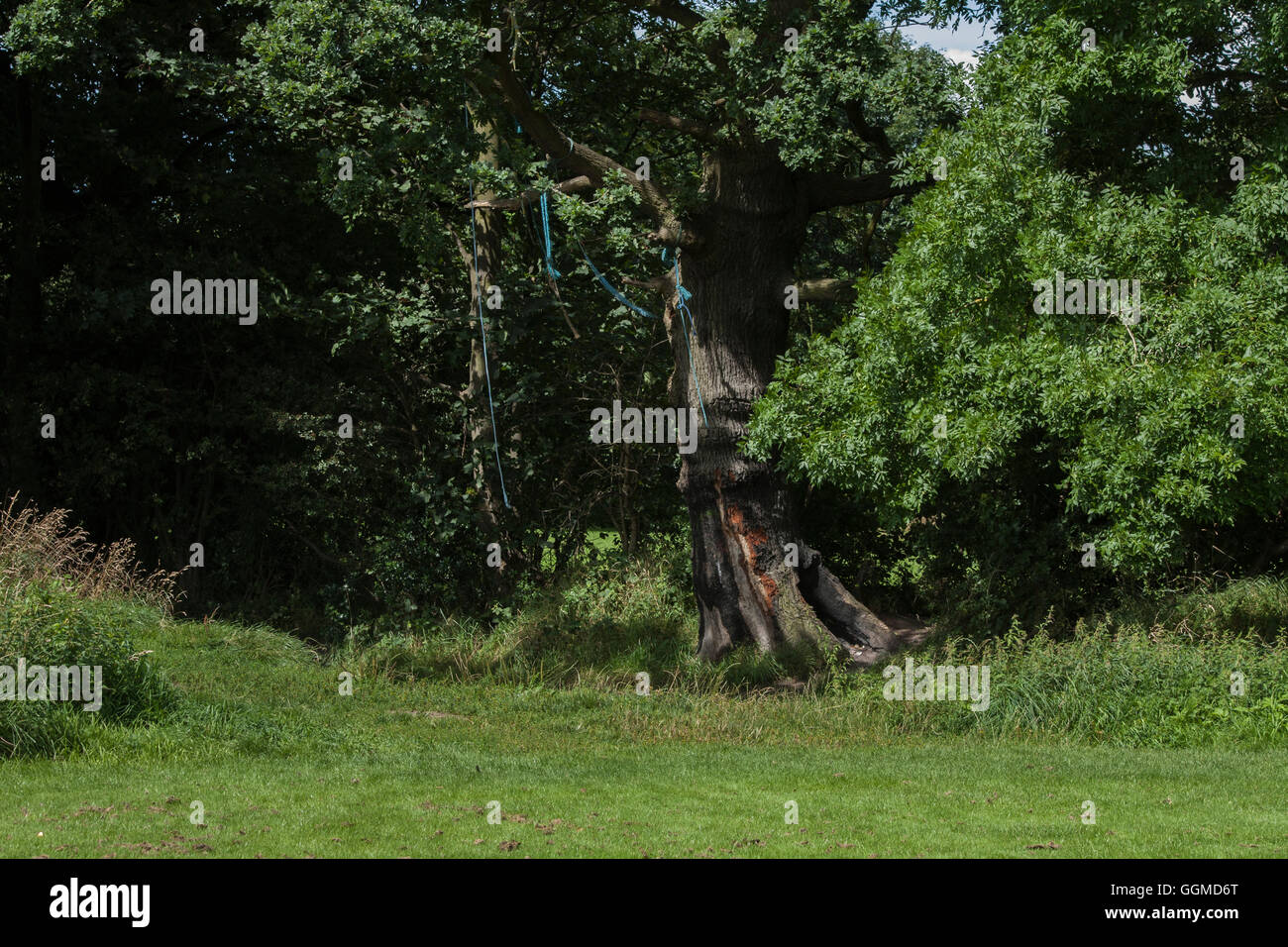 Tree swing hi-res stock photography and images - Alamy