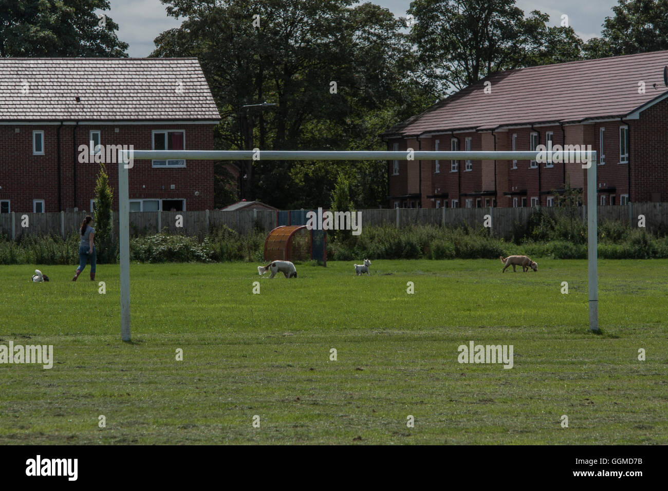 Beech Fields on a early Autumn day Stock Photo - Alamy