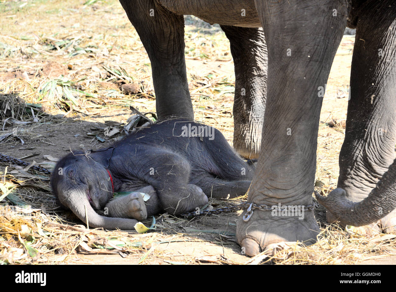 Elephant Newborn Baby