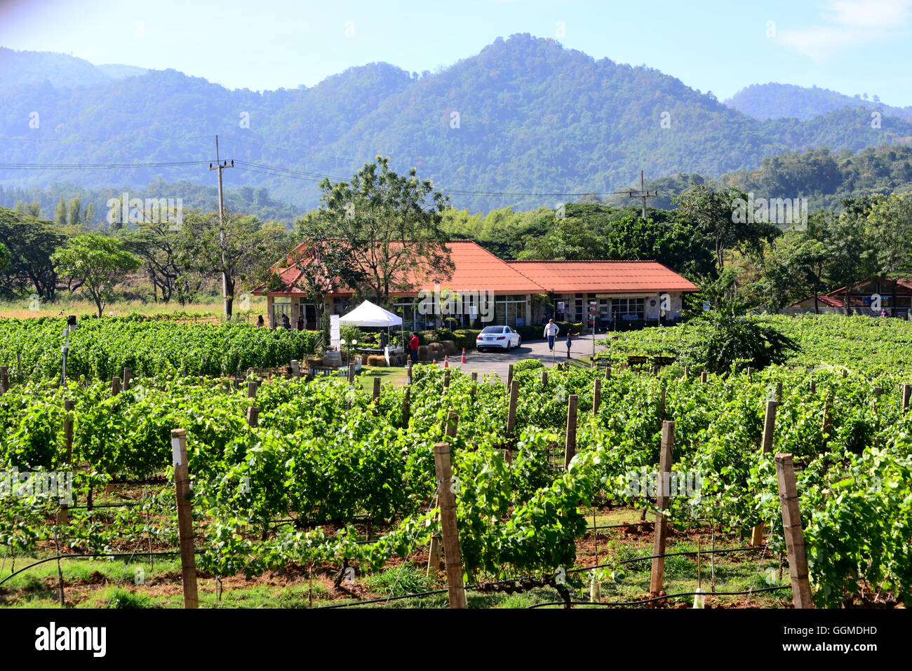 Vineyard Granmonte Estate at Khao Yai National Park, center of Thailand ...