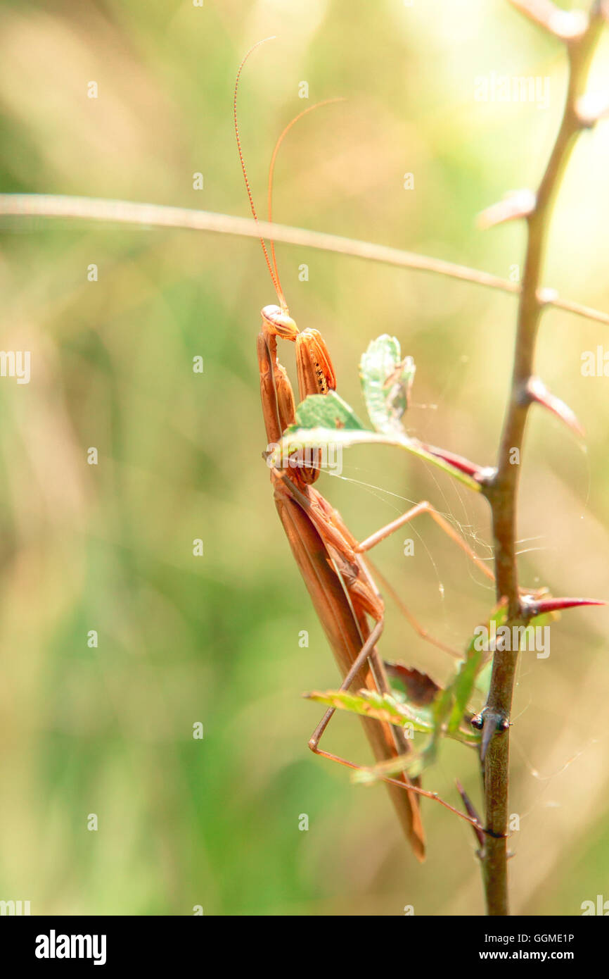 Deadly mantis hi-res stock photography and images - Alamy