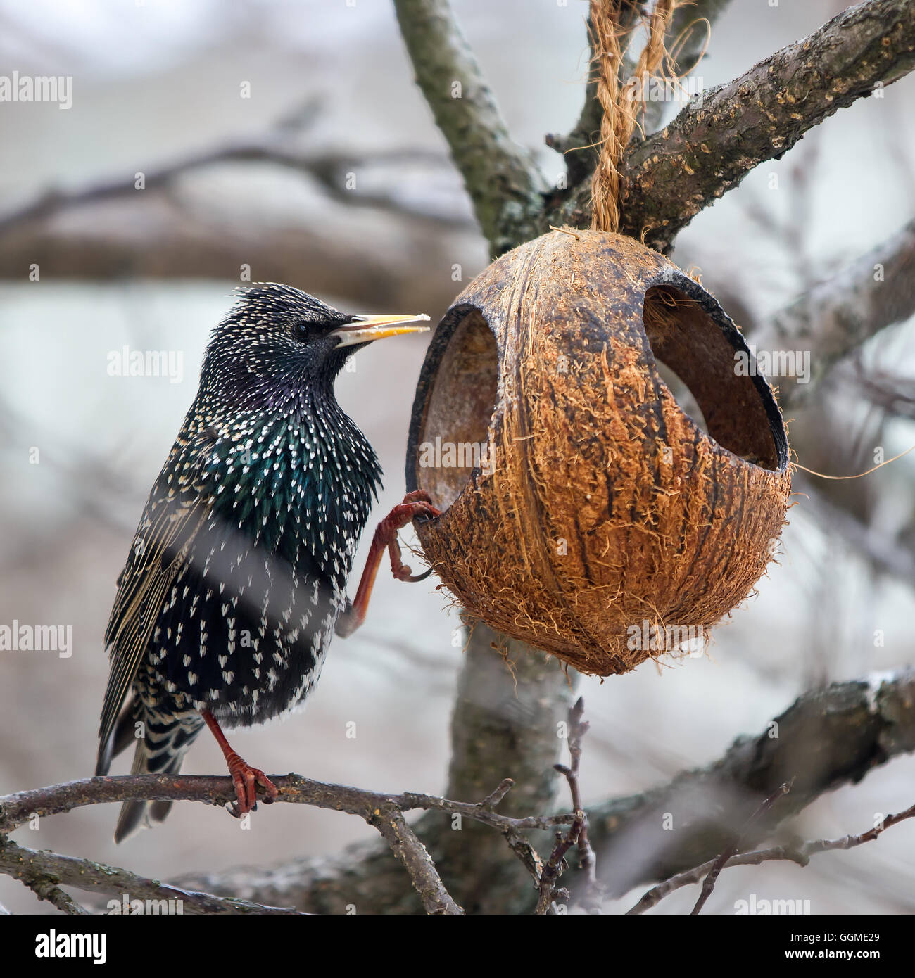 Starling Common High Resolution Stock Photography and Images - Alamy