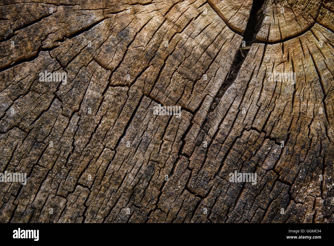 Tree section hi-res stock photography and images - Alamy