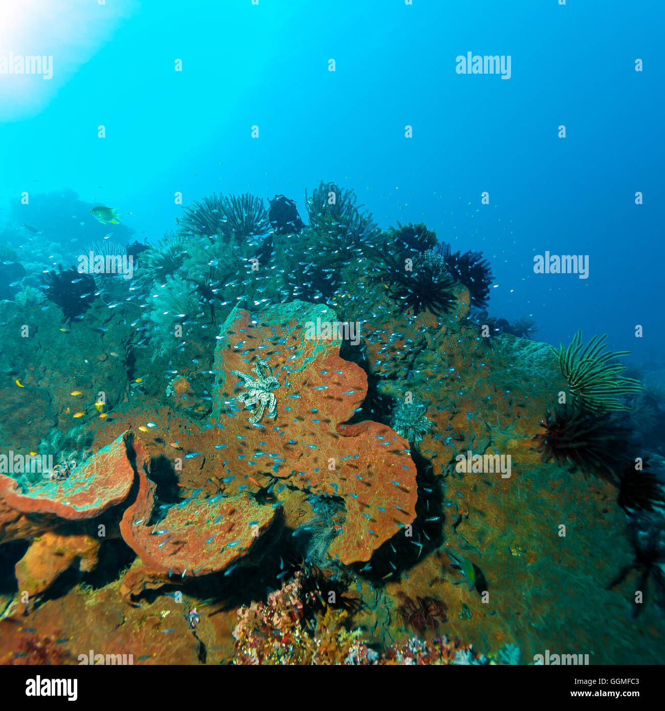 Fishes and Sea Bottom of Ecosystem of Tropical Coral Reef Stock Photo ...