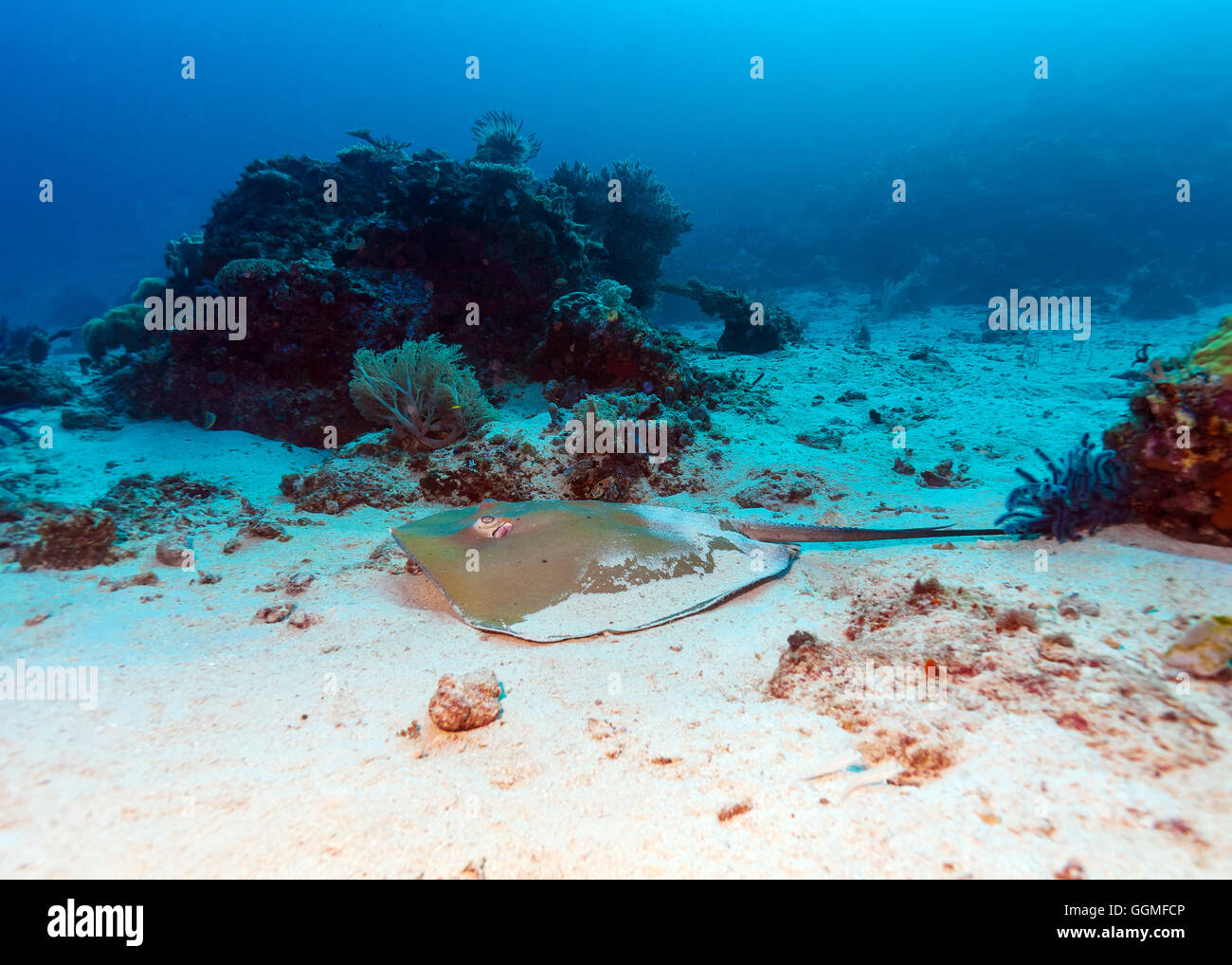 Dasyatis Pastinaca High Resolution Stock Photography and Images - Alamy