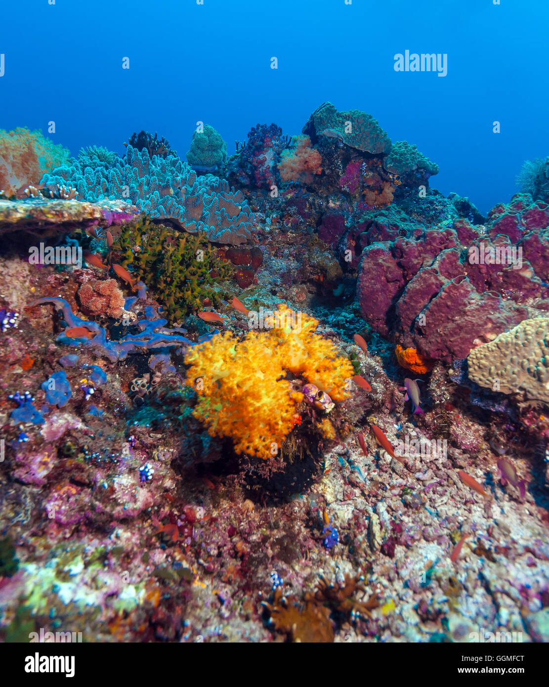 Fishes and Sea Bottom of Ecosystem of Tropical Coral Reef Stock Photo ...